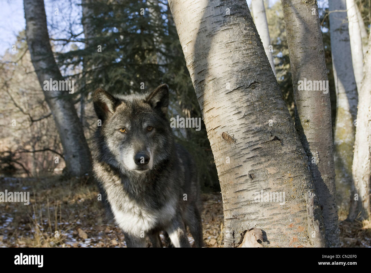 Wolf in Woods, Portrait, Kalispell, Montana, USA Stock Photo - Alamy
