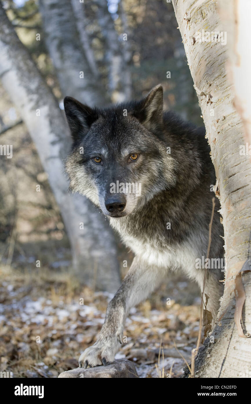 Wolf in woods hi-res stock photography and images - Alamy