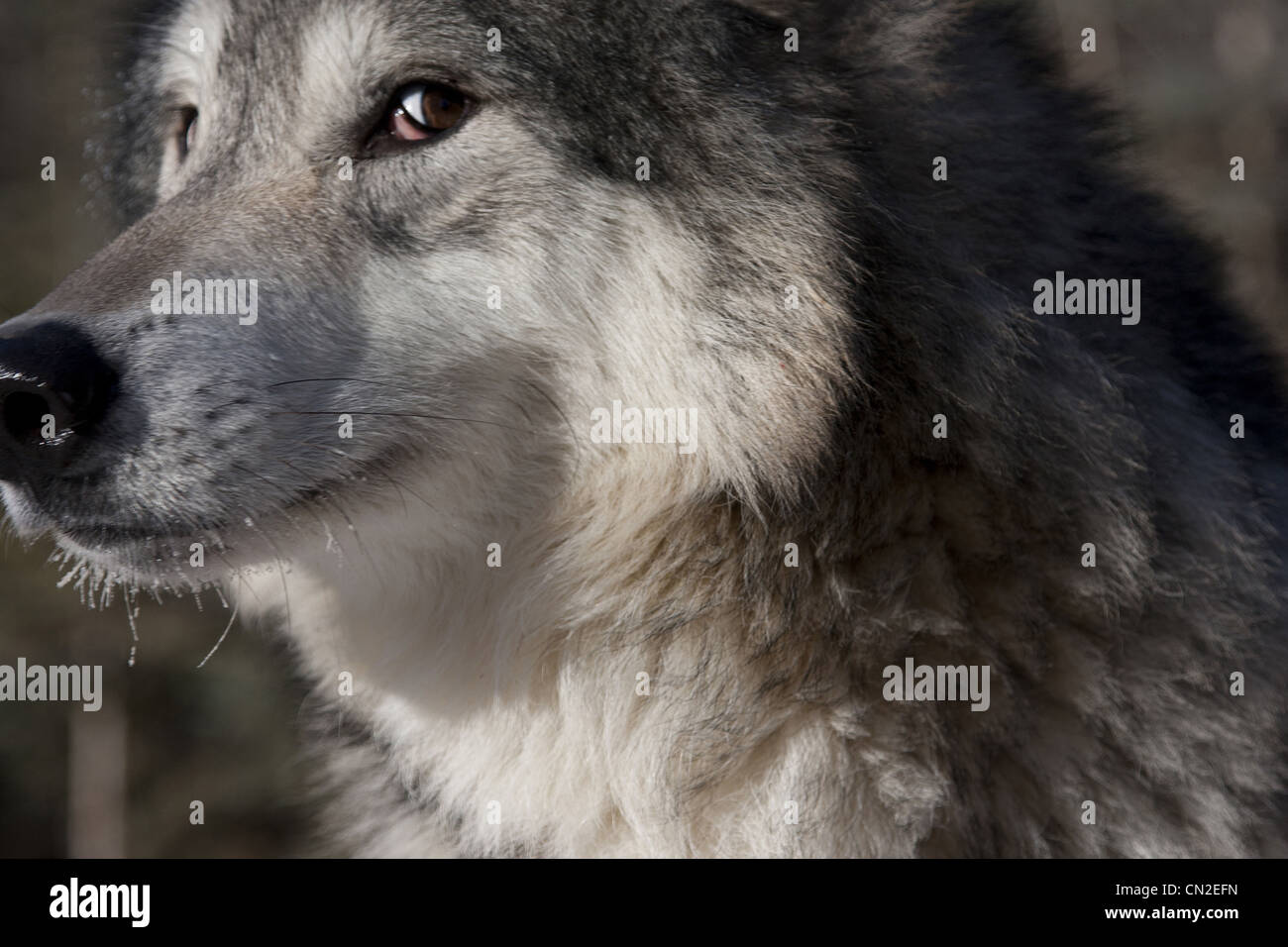 Wolf Portrait, Kalispell, Montana, USA Stock Photo - Alamy