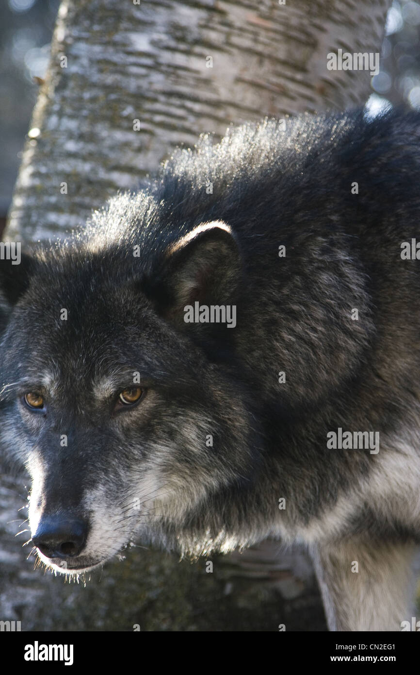 Kalispell montana hi-res stock photography and images - Alamy