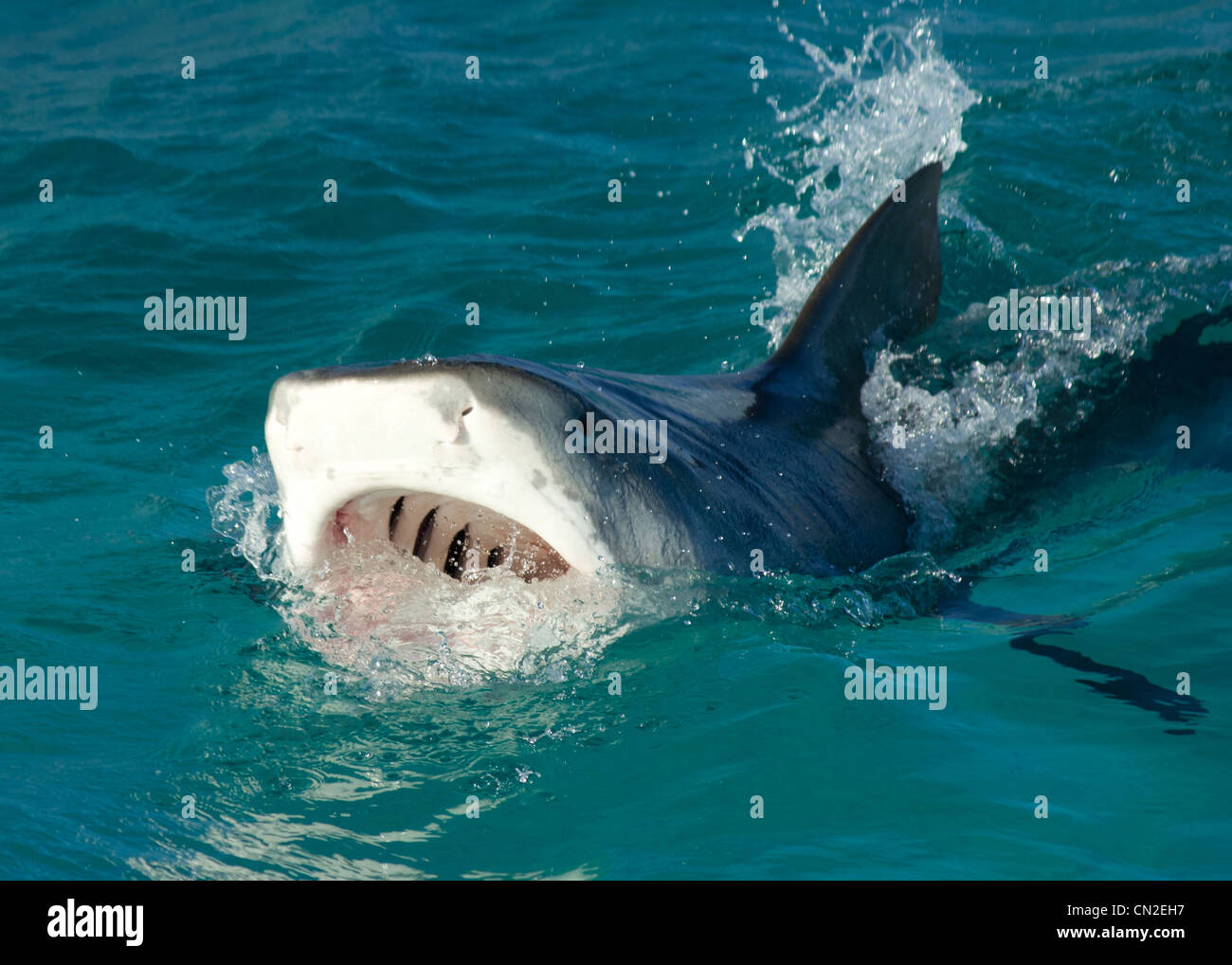 Shark dorsal fin surface hi-res stock photography and images - Alamy
