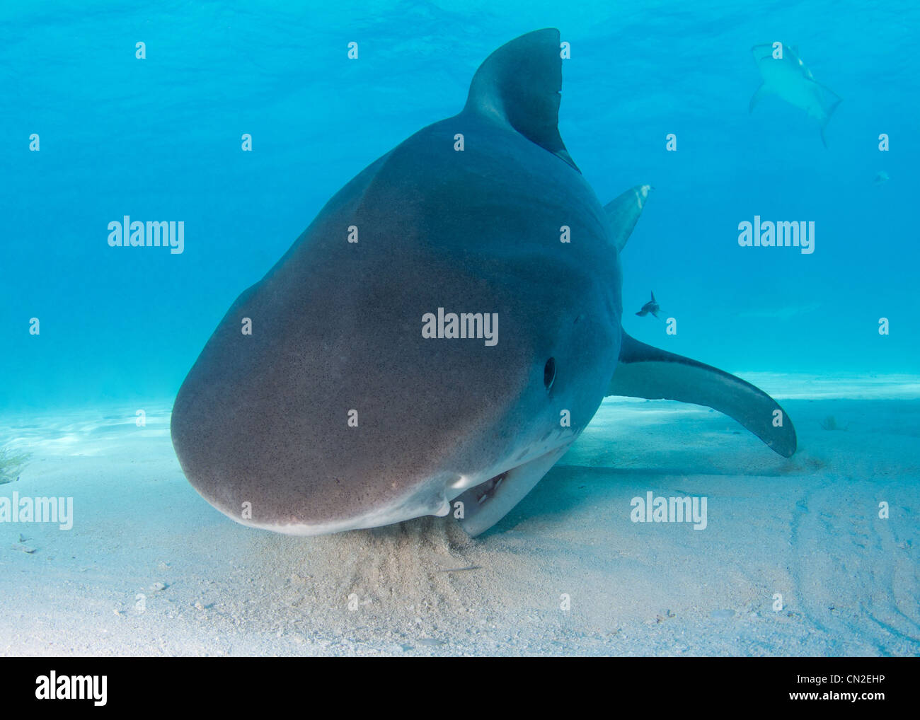 Mating scar tiger shark hi-res stock photography and images - Alamy