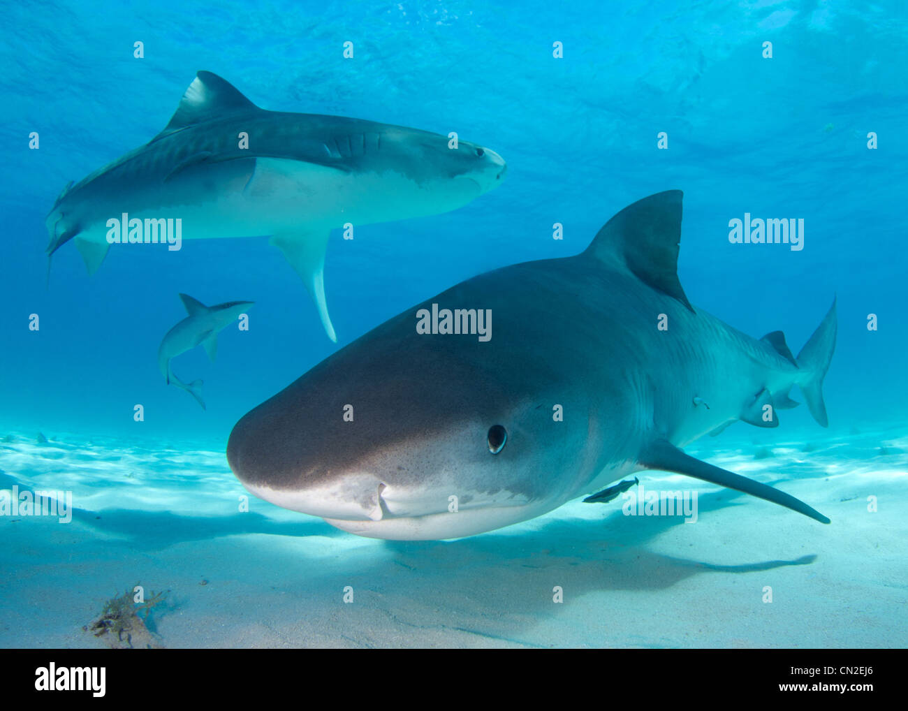 Tiger Sharks at Tiger Beach Stock Photo - Alamy