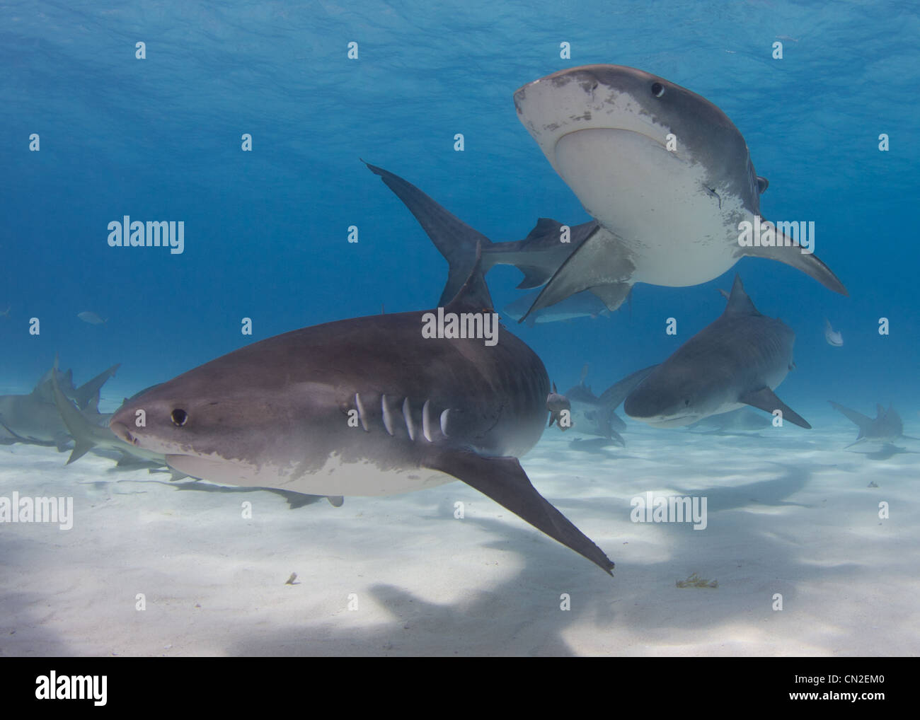 Mating sand tiger shark hi-res stock photography and images - Alamy