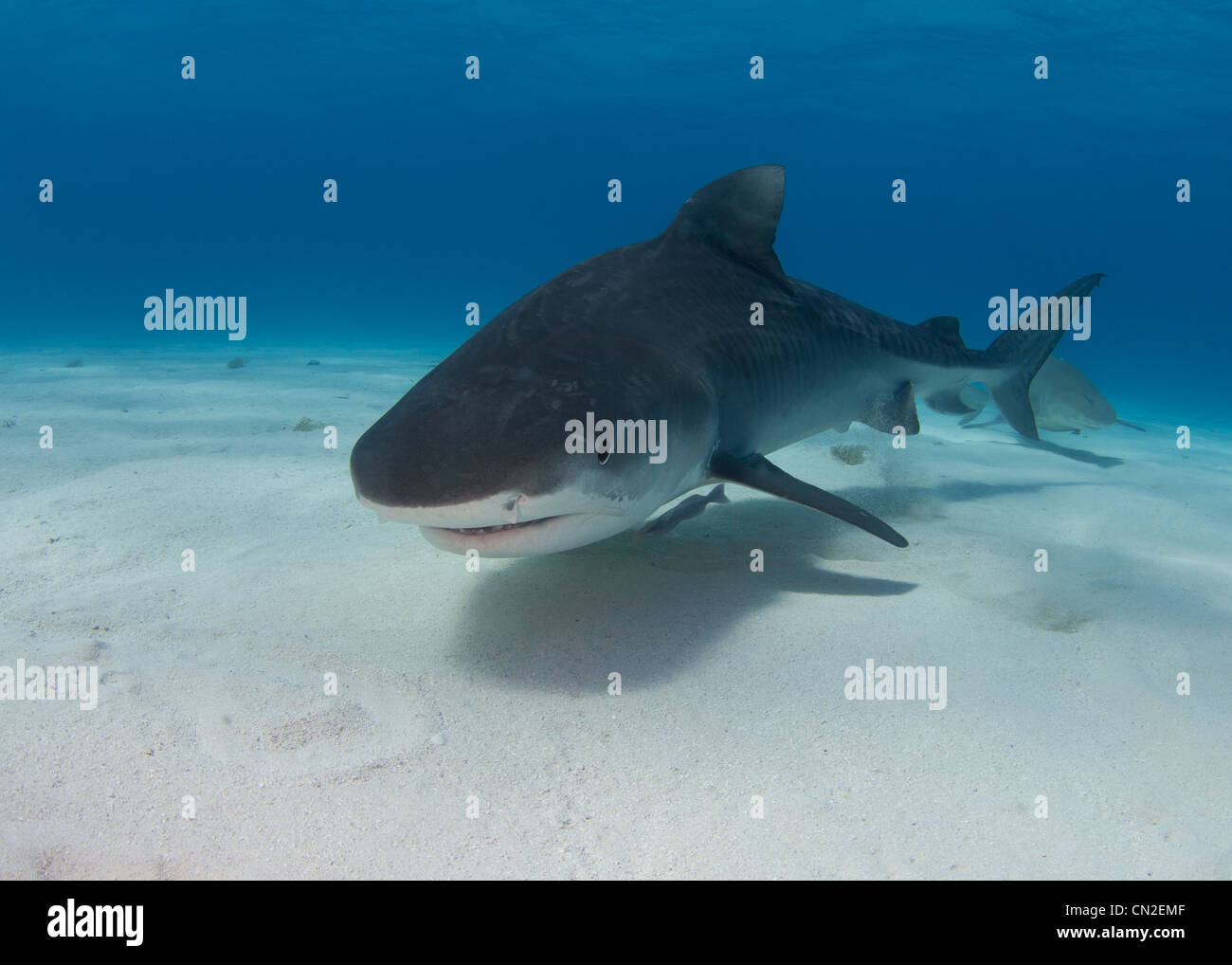 Tiger Shark at Tiger Beach in White Sand Stock Photo - Alamy