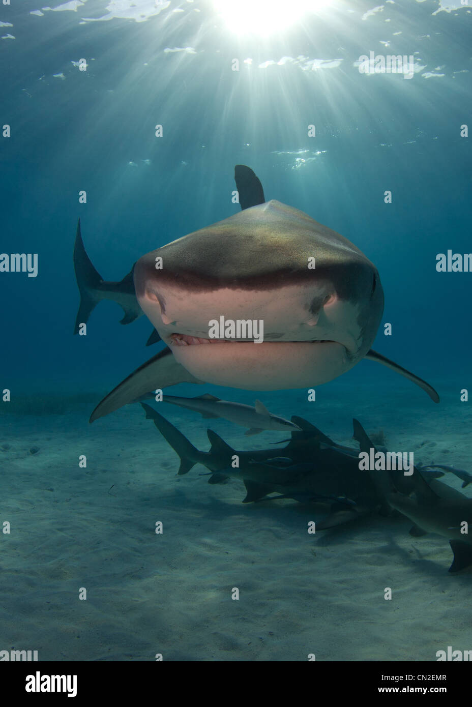 Mating sand tiger shark hi-res stock photography and images - Alamy