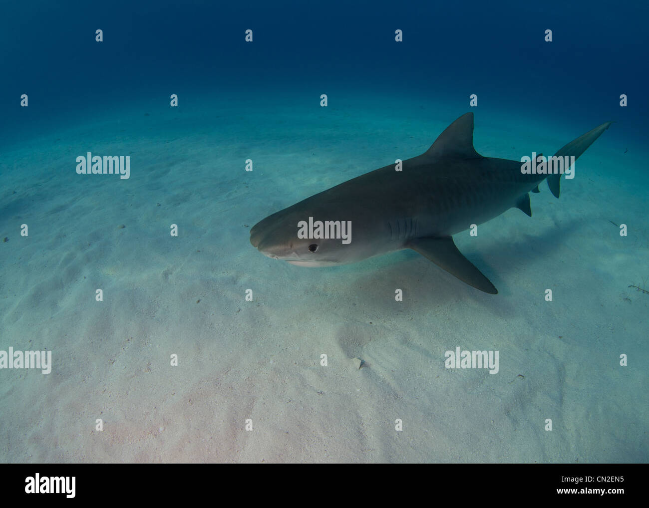 Tiger Shark Over White Sand Stock Photo - Alamy