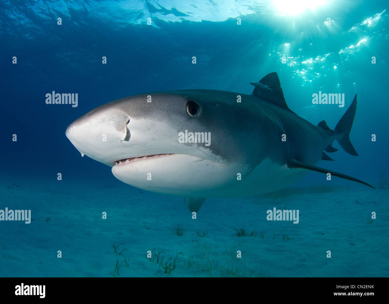 Tiger Shark at Tiger Beach Stock Photo - Alamy