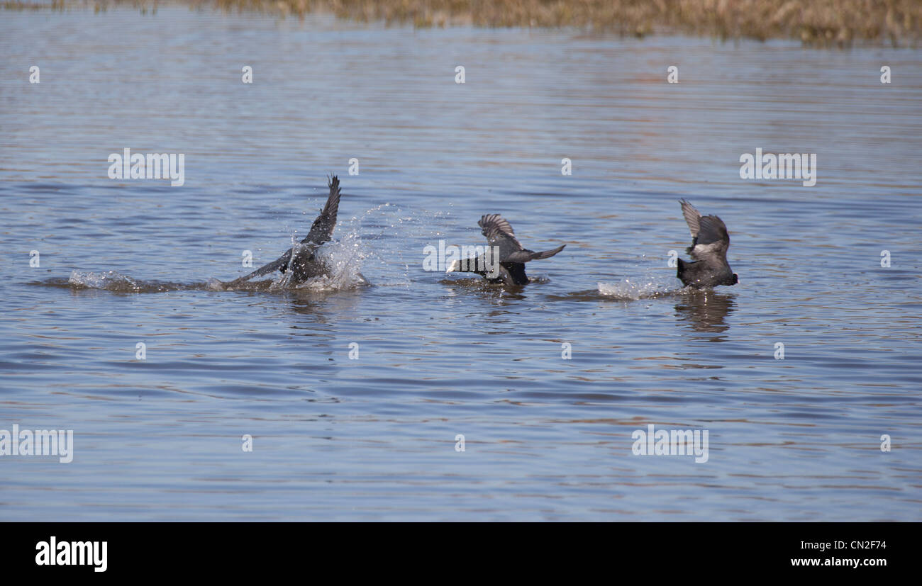 Coots fighting hi-res stock photography and images - Alamy