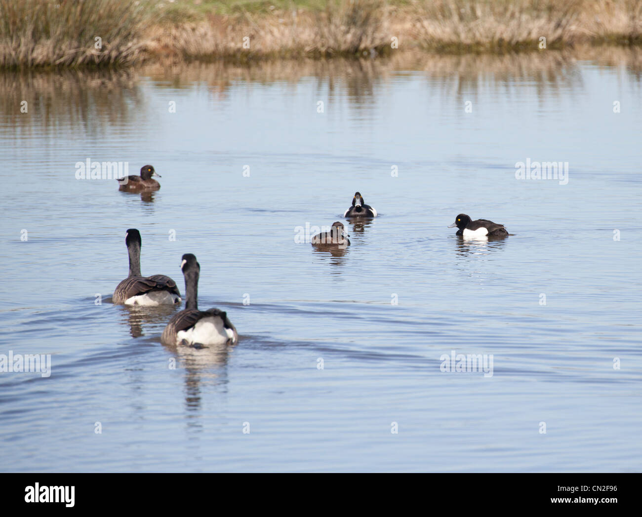 Filey dams hi-res stock photography and images - Alamy