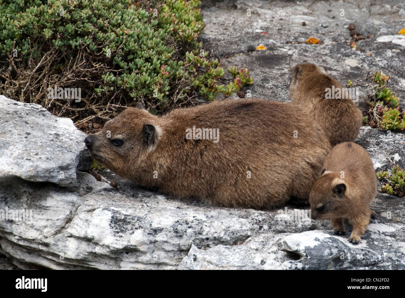 Dassies or Rock Hyrax, Table Mountain, Cape Town, South Africa, mother ...