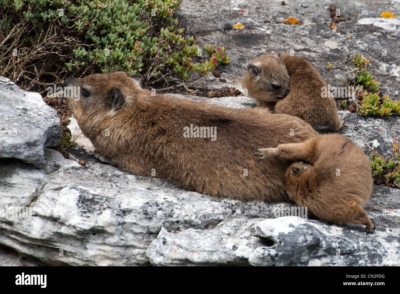 Dassies or Rock Hyrax, Table Mountain, Cape Town, South Africa, mother ...