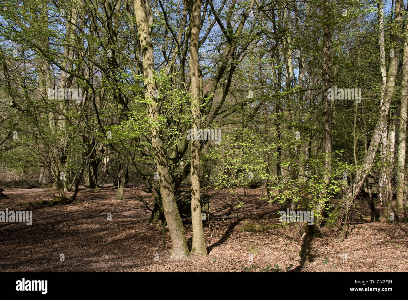 Epping Forest ancient trees royal woodland Stock Photo - Alamy