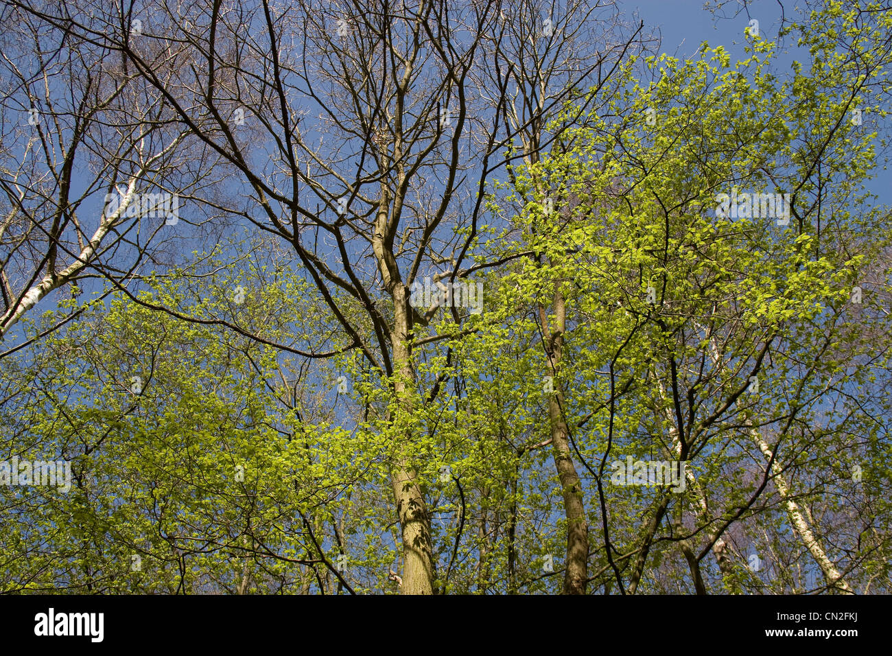 Epping Forest ancient trees royal woodland Stock Photo - Alamy