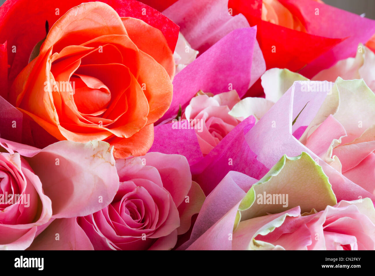 pink roses wrapped in tissue paper Stock Photo - Alamy