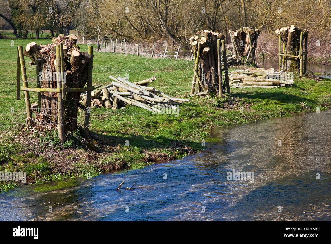 Pollard willow tree hi-res stock photography and images - Alamy