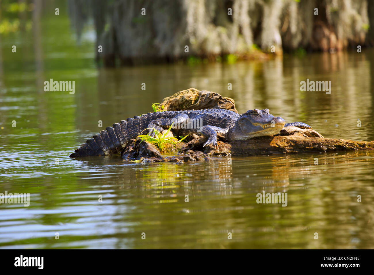 Male alligator, Alligator mississippiensis. Male alligator resting on a ...