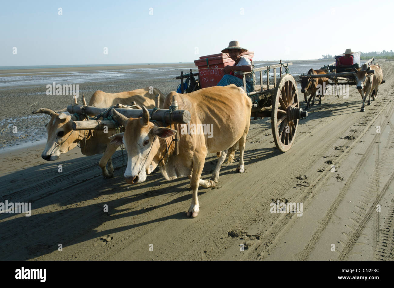 Bull cart hi-res stock photography and images - Alamy