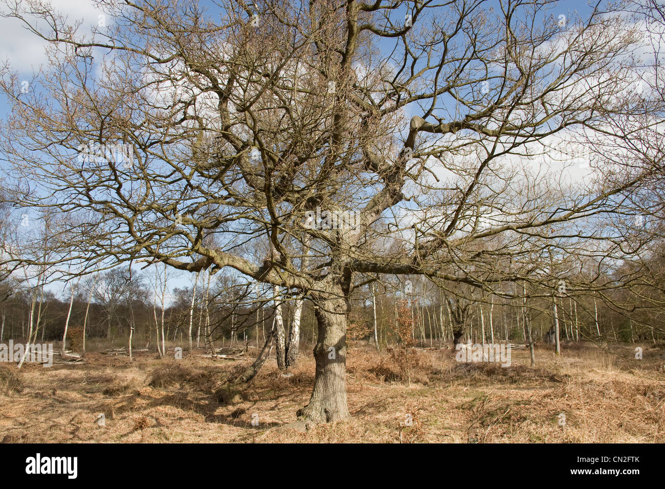 Epping Forest ancient trees royal woodland Stock Photo - Alamy