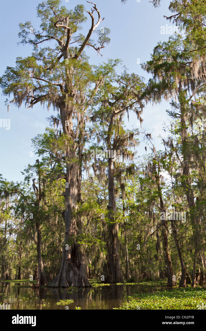 Bald Cypress Tree Louisiana Hi Res Stock Photography And Images Alamy