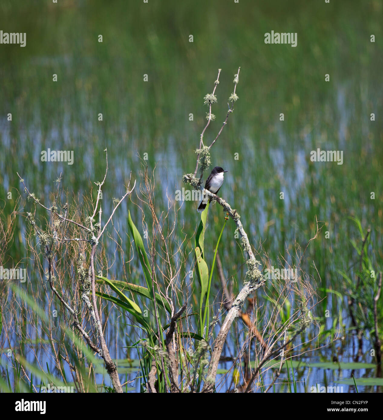 Eastern Kingbird, Tyrannus tyrannus, is a large Tyrant flycatcher ...