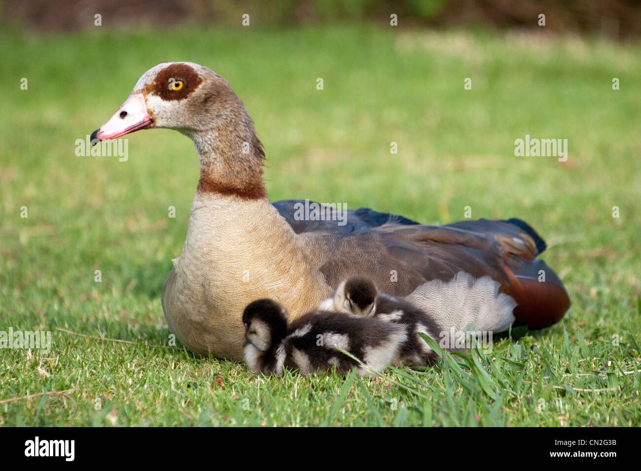 Egyptian Geese with goslings, Kirstenbosch Gardens, Cape Town, South ...