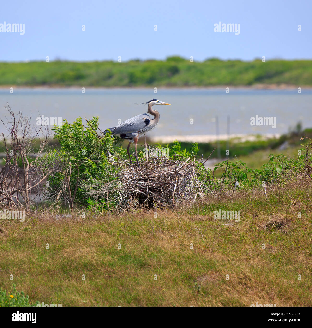 Great blue heron nest hi-res stock photography and images - Alamy