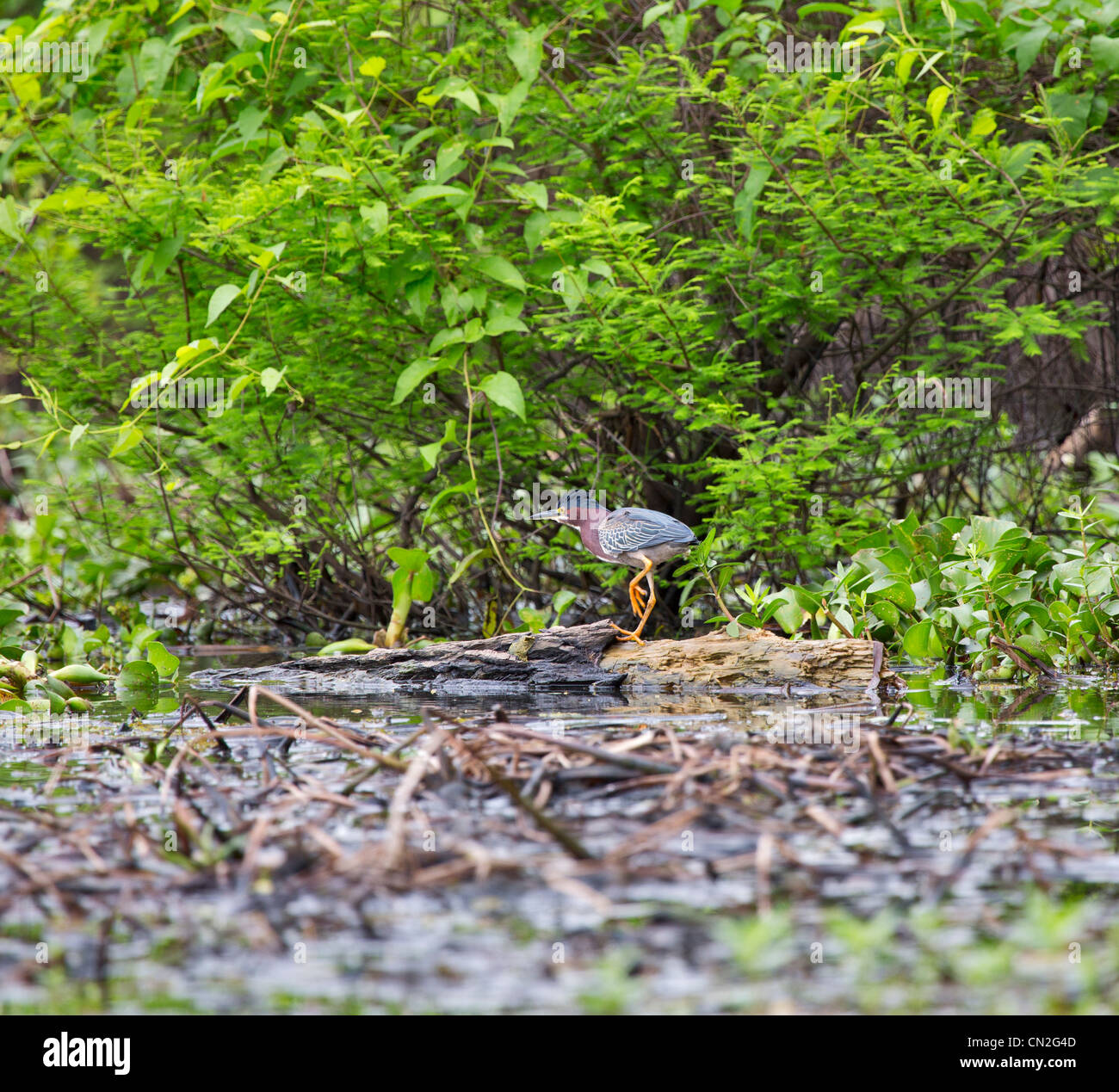 Green Heron, Butorides virescens. Small heron with chestnut neck Stock ...