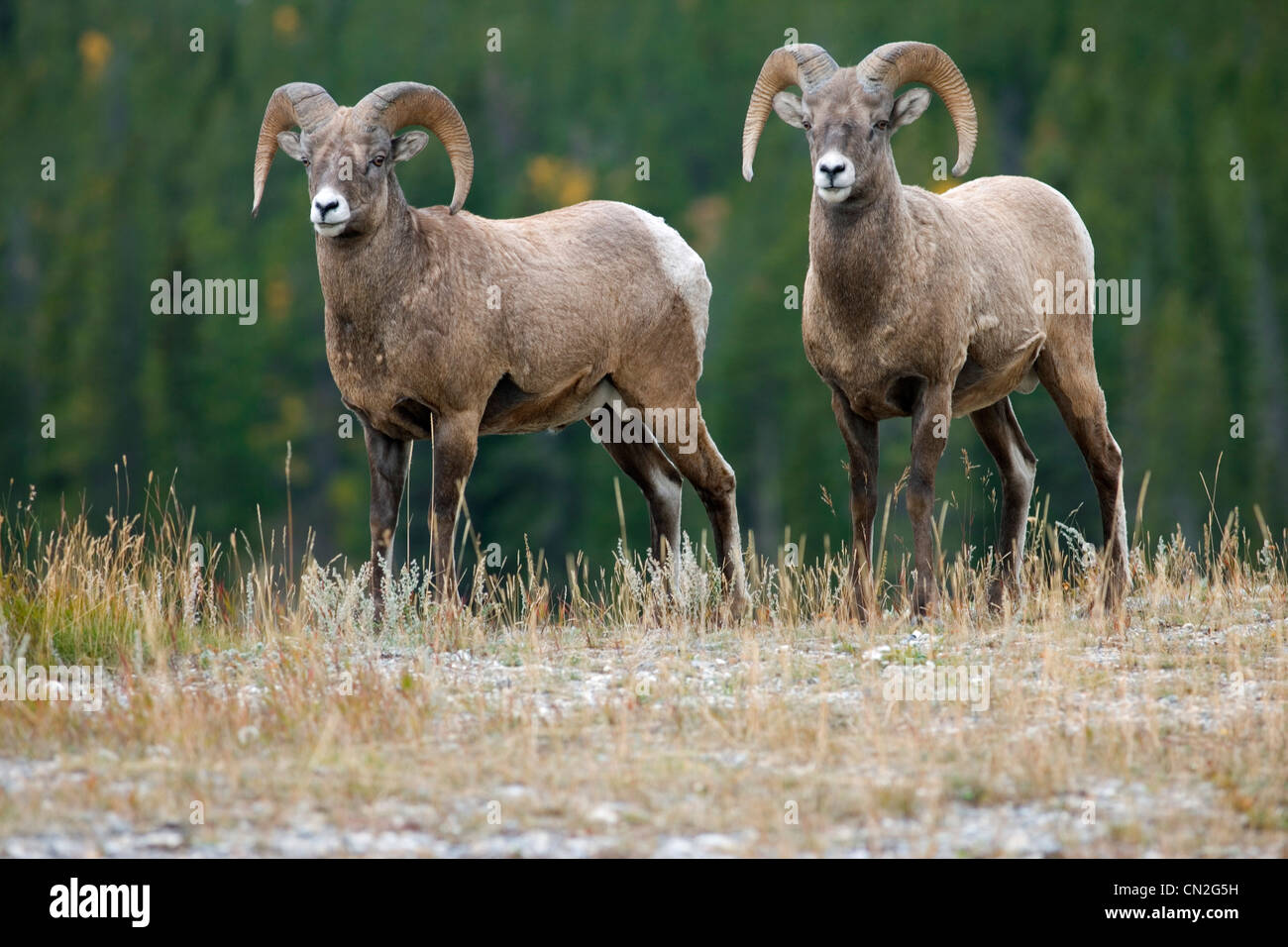 Sheep pics hi-res stock photography and images - Alamy