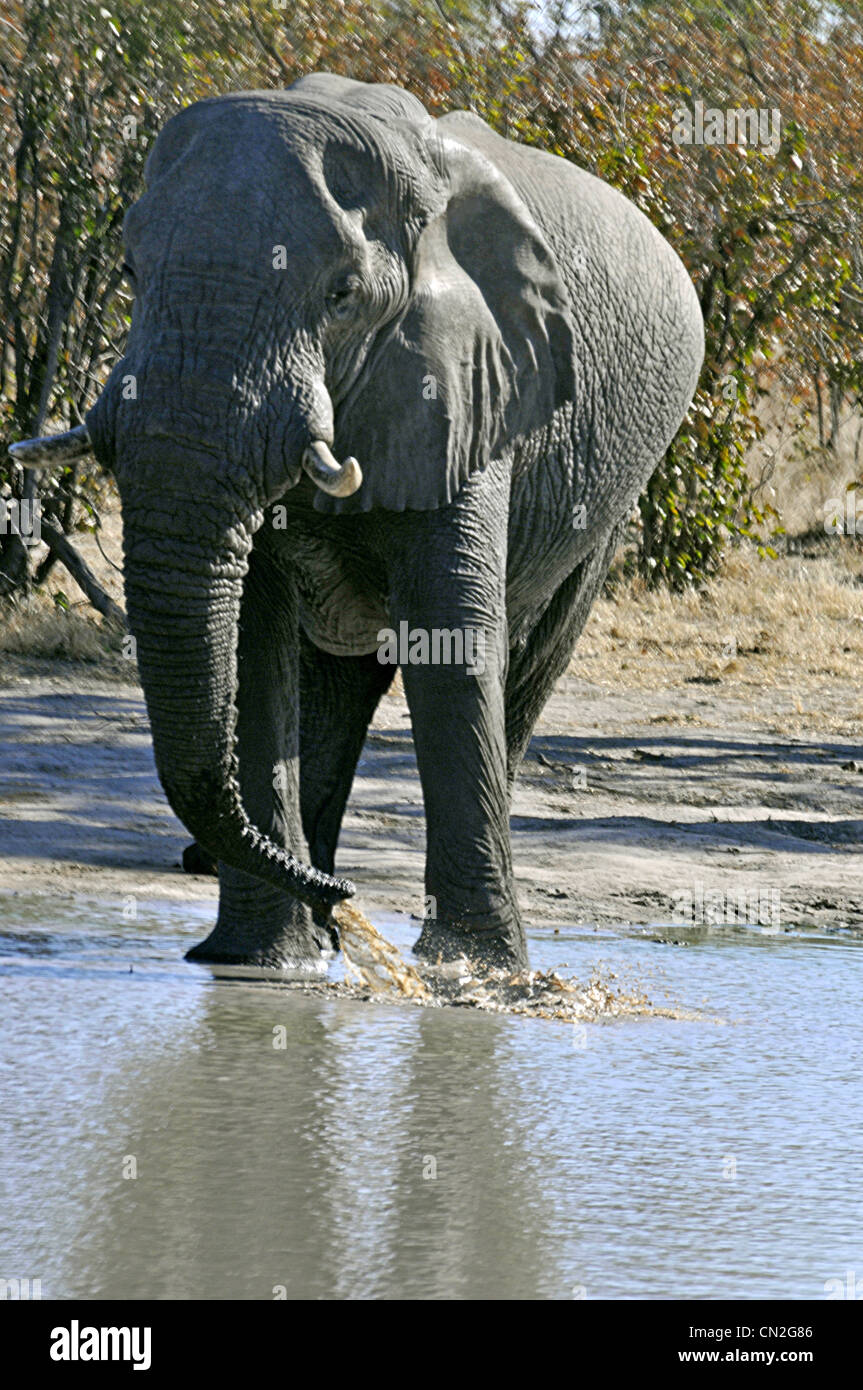 Tanzania elephant water hi-res stock photography and images - Alamy