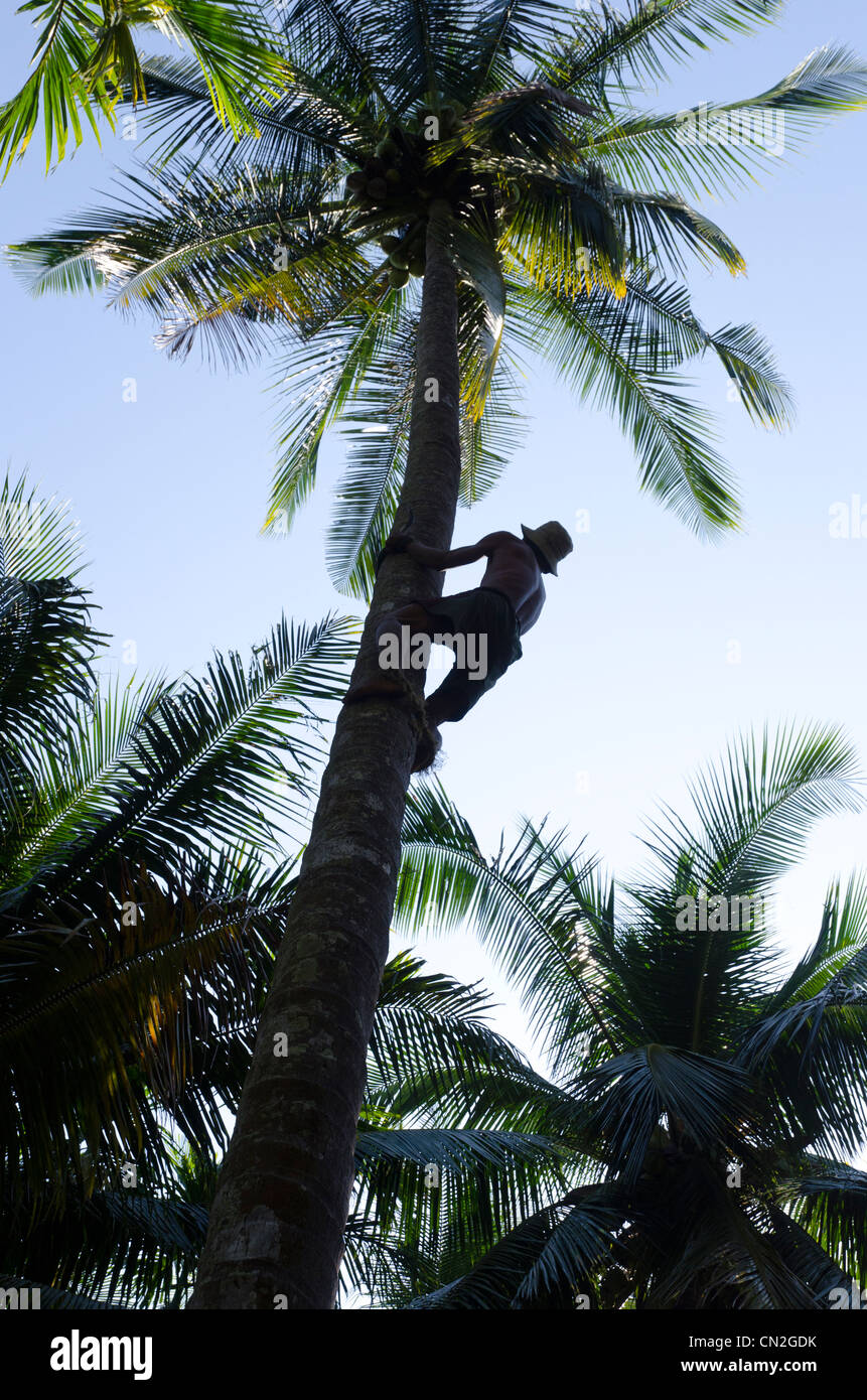 Climbing A Coconut Tree High Resolution Stock Photography and Images ...