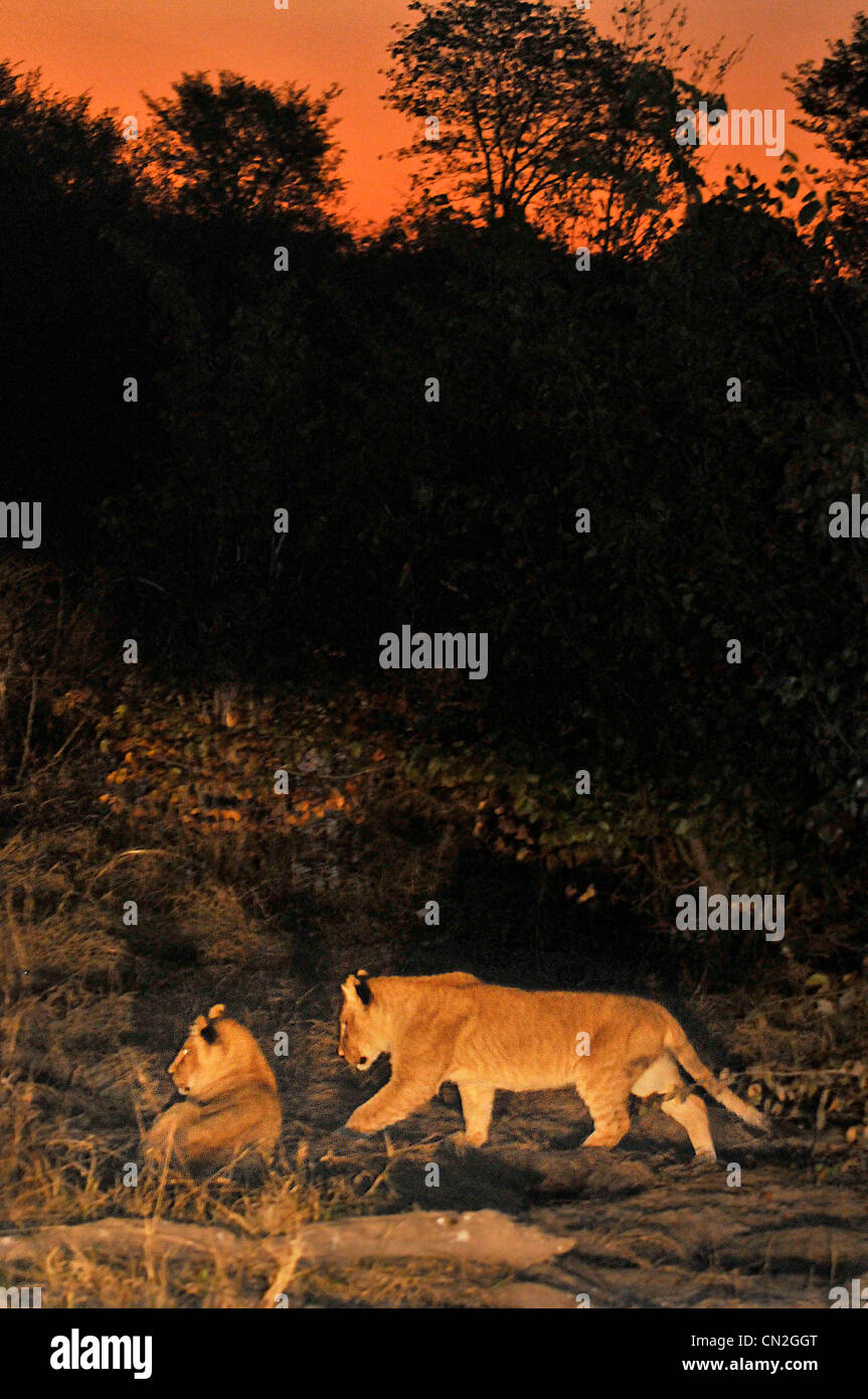 Lion cubs botswana hi-res stock photography and images - Alamy