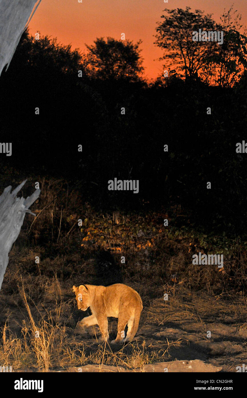 Lion cubs waiting for their mother to return from a hunt. Botswana ...