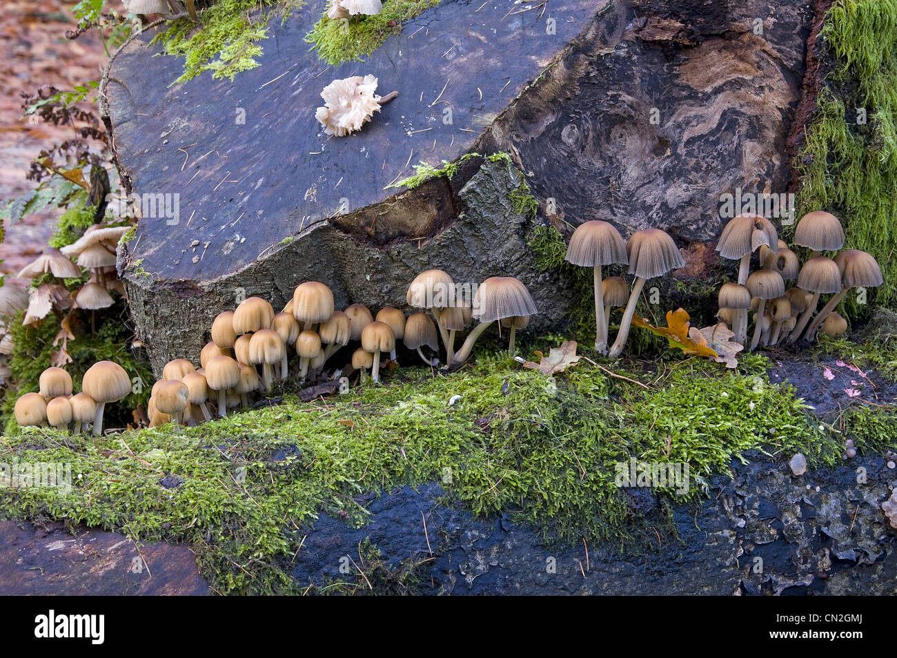 Fantasy fungi hi-res stock photography and images - Alamy
