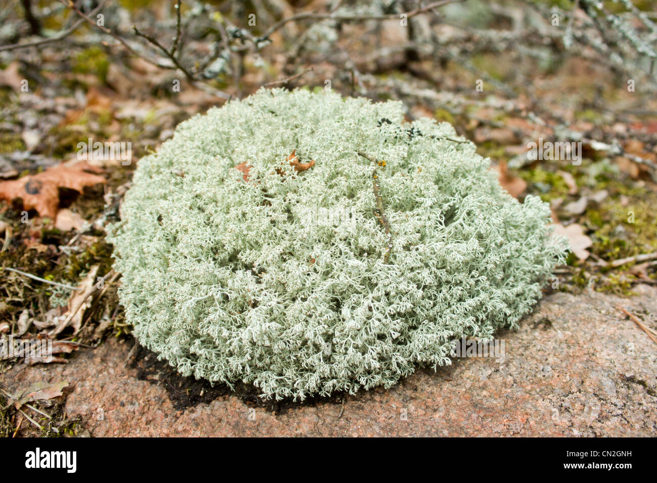 Caribou Moss Tundra