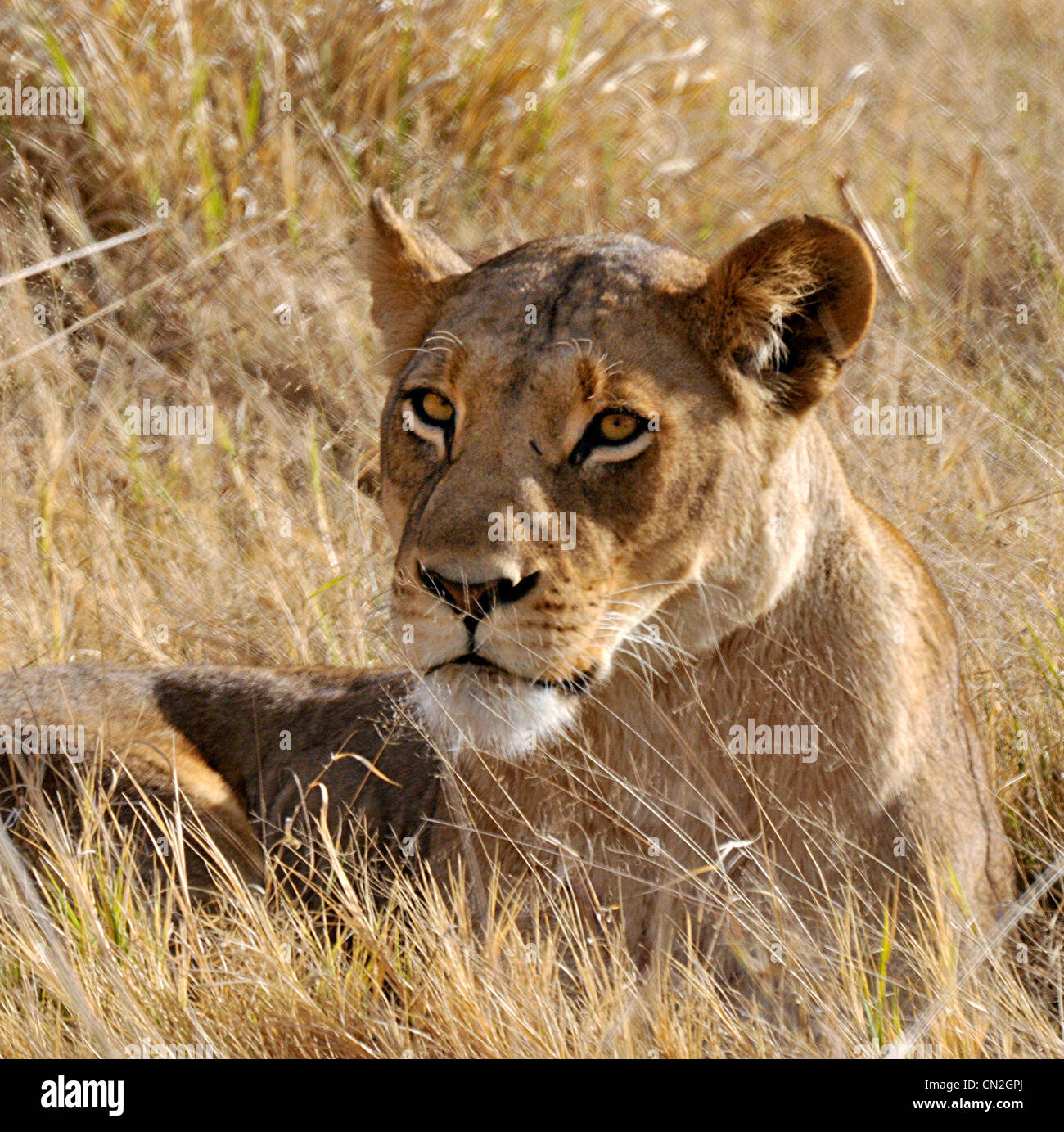 Wild lioness in Africa Stock Photo - Alamy