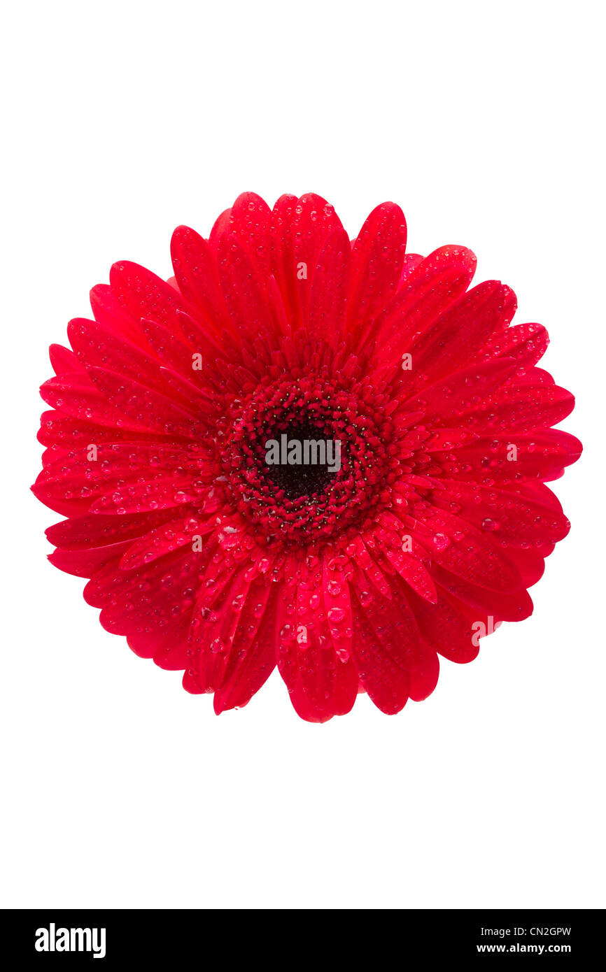gerber, red gerbera daisy, top view, isolated on white Stock Photo - Alamy