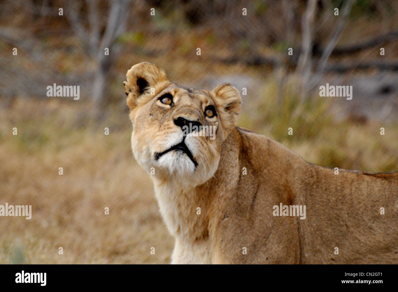 Wild lioness in Africa Stock Photo - Alamy