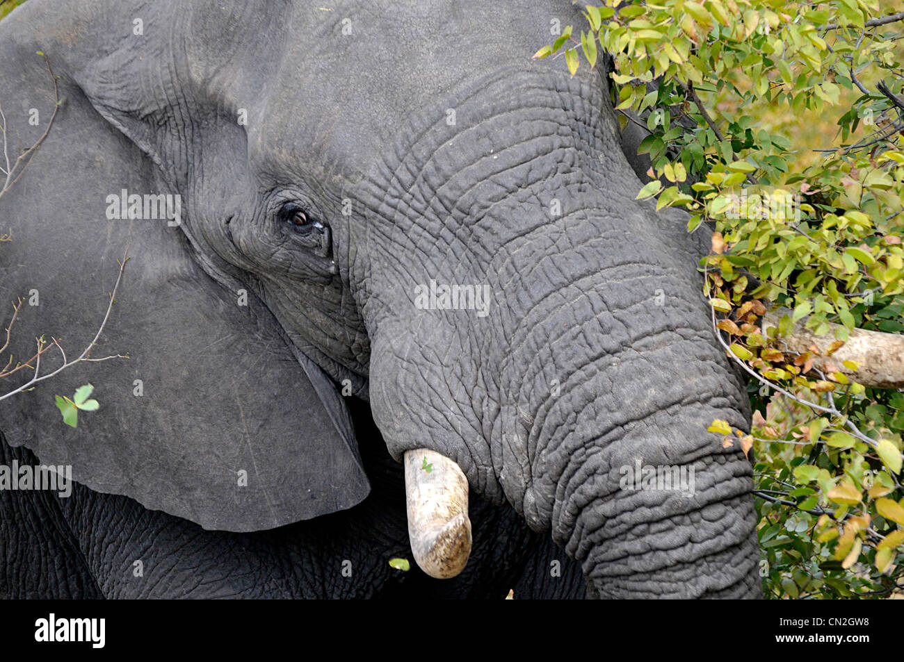 Elephant face hi-res stock photography and images - Alamy