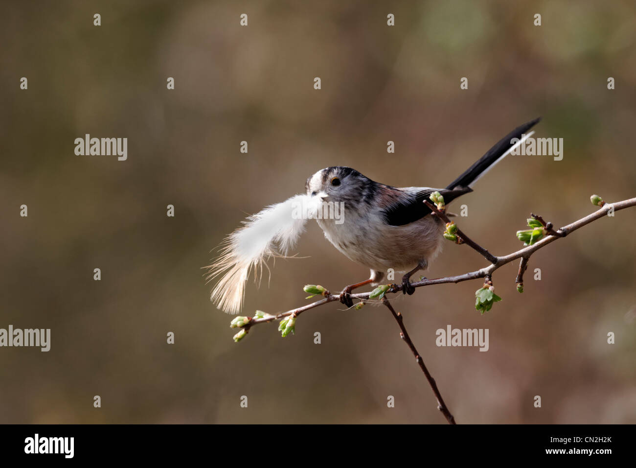Long-tailed tit, Aegithalos caudatus, single bird collecting feathers ...