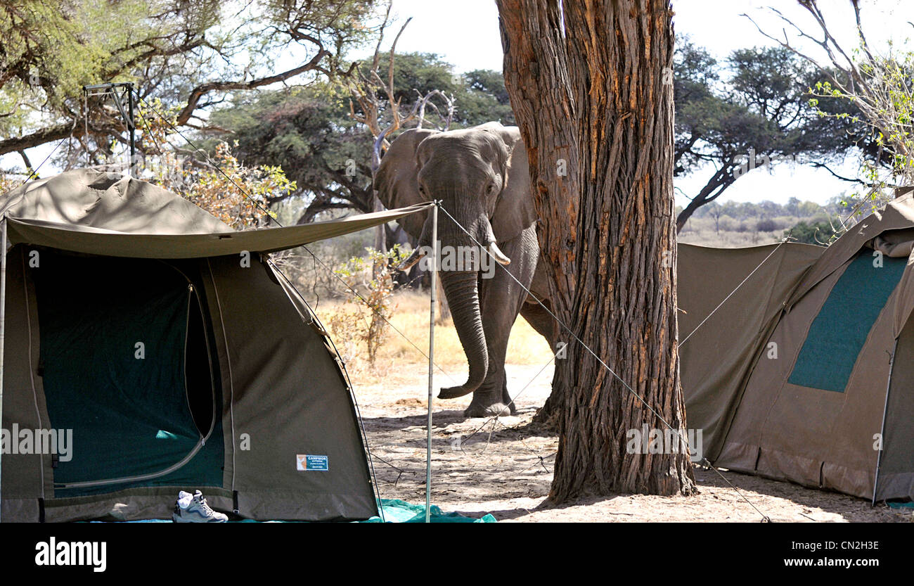 Elephant approaching tourist's tent in Africa, Botswana Stock Photo - Alamy