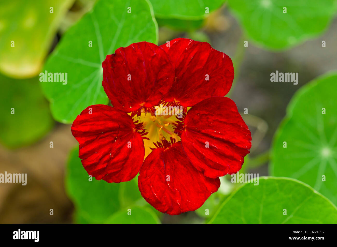 Long trailing stems hi-res stock photography and images - Alamy