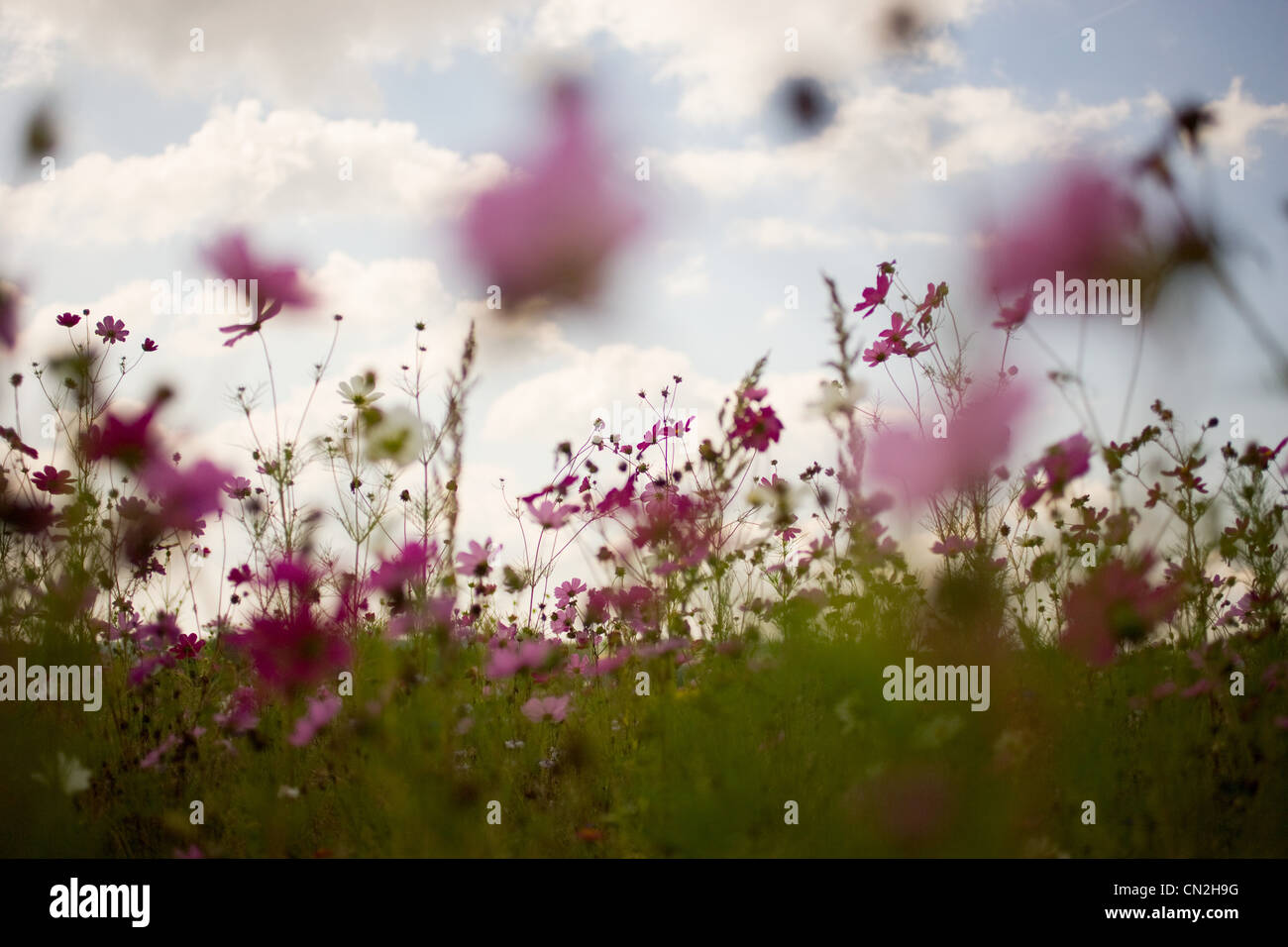 Pink wildflowers hi-res stock photography and images - Alamy