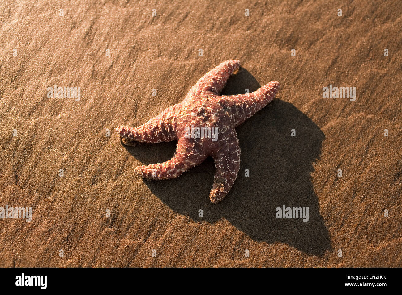 Starfish on sandy beach Stock Photo - Alamy