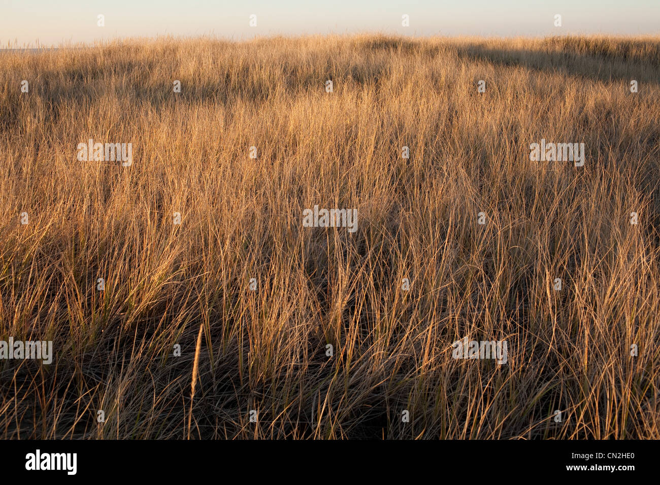Seagrass plant hi-res stock photography and images - Alamy