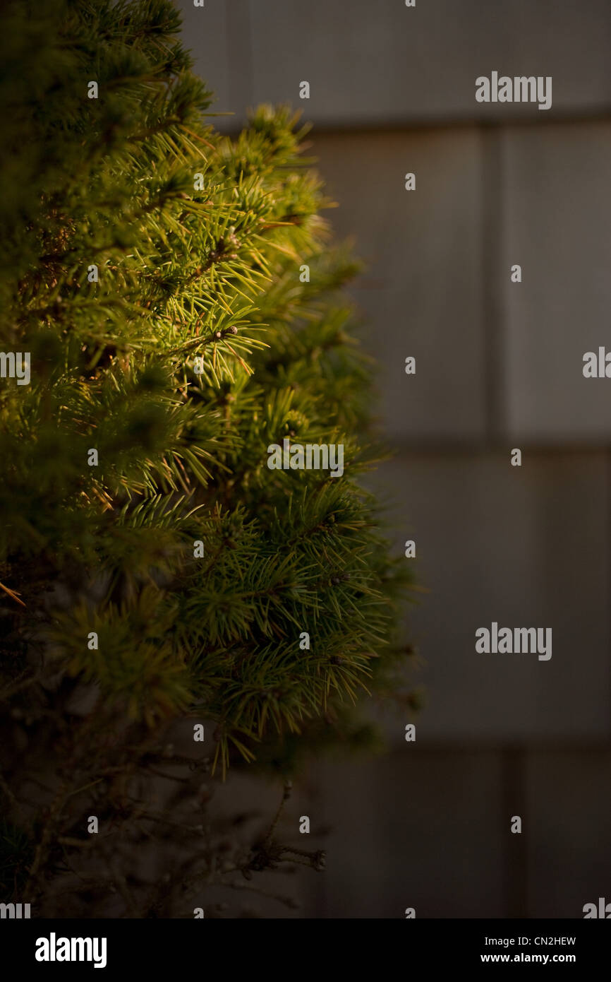 Sunlit tree, close up Stock Photo - Alamy