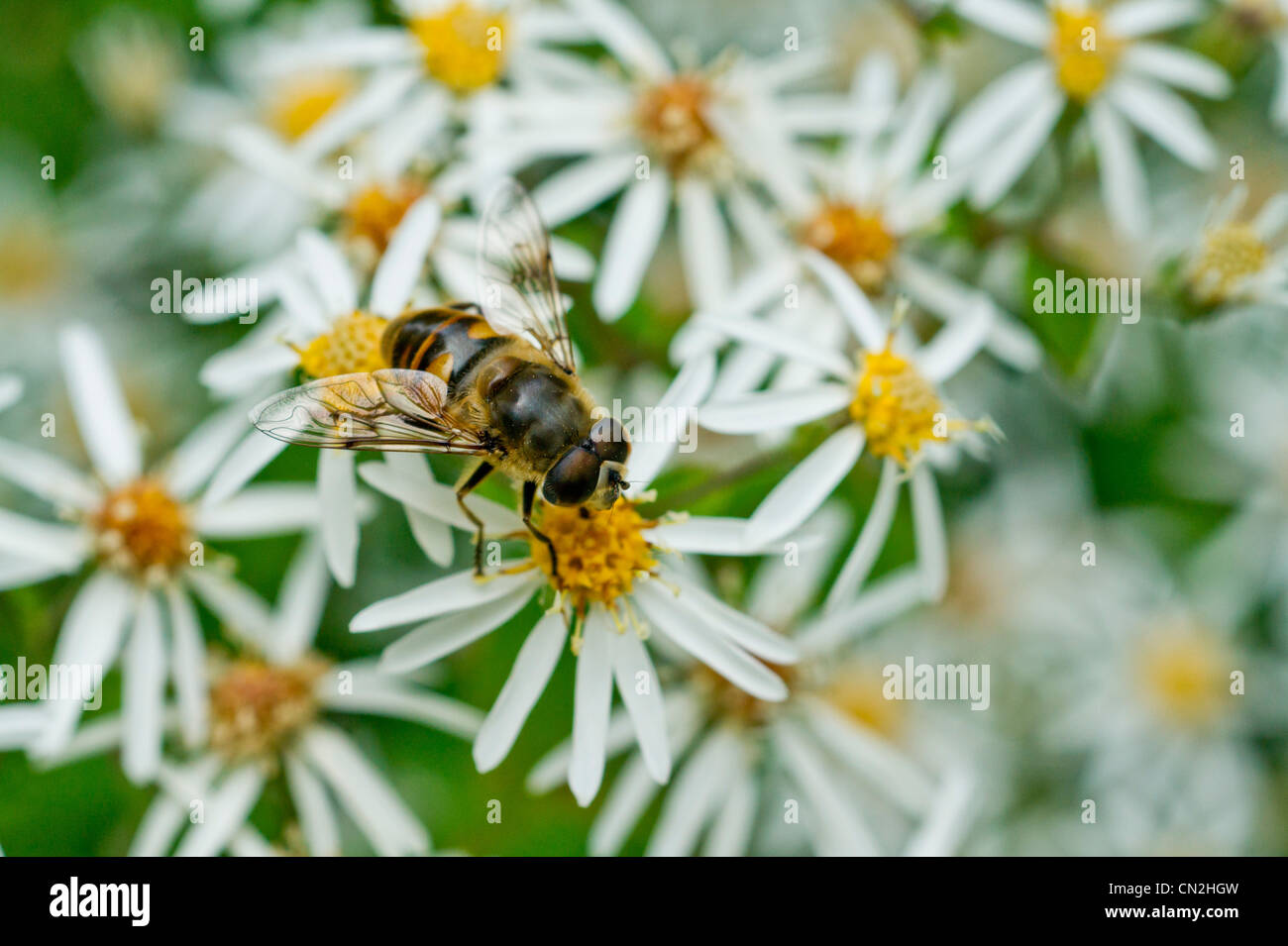 Hoover fly hi-res stock photography and images - Alamy