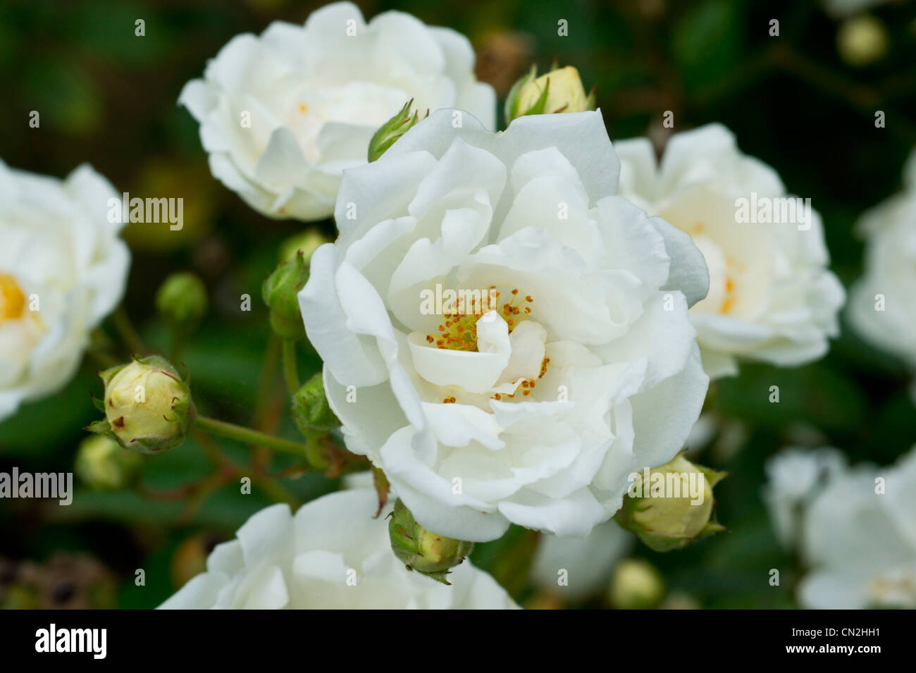 White Roses in full Bloom Stock Photo - Alamy