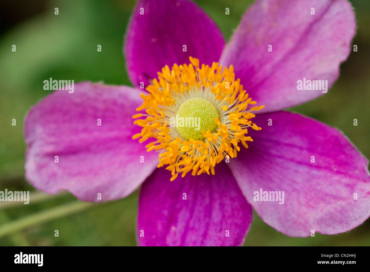 Pink fall Anemone flower Stock Photo - Alamy
