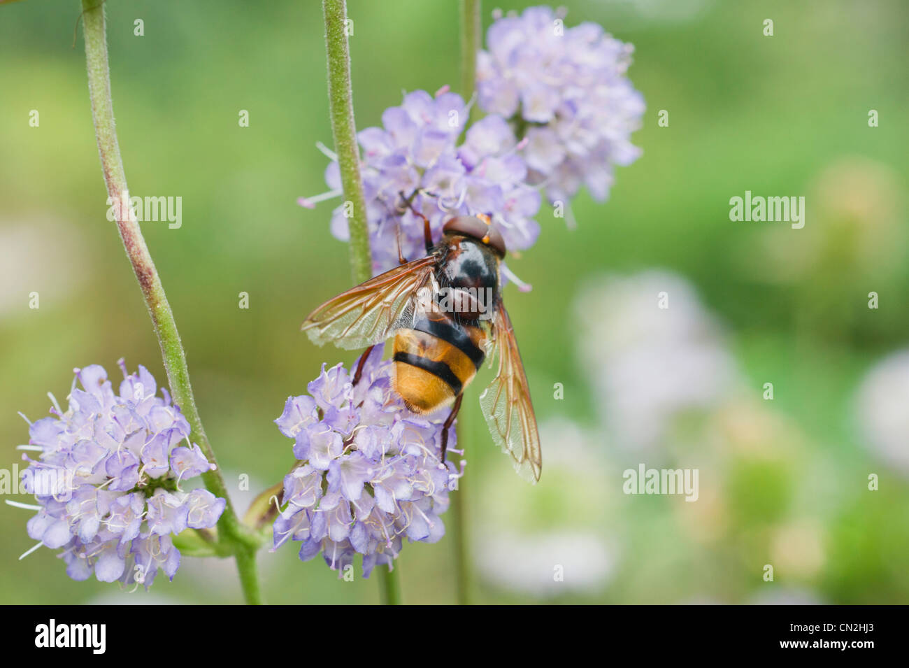 Hoover Fly on small purple flowers Stock Photo - Alamy